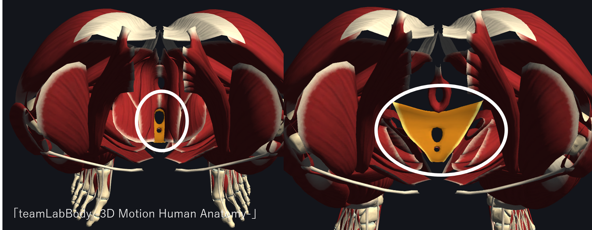 深会陰横筋transversus perinei profundus muscleトランスヴァーサス ペリネイ プロファンダス ...