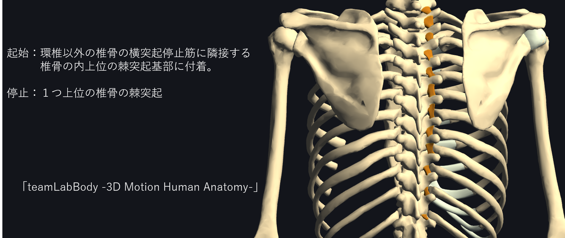 短回旋筋rotatores brevis muscle（ローテイターズ ブレヴィス マッスル） | rehabili days(リハビリデイズ)