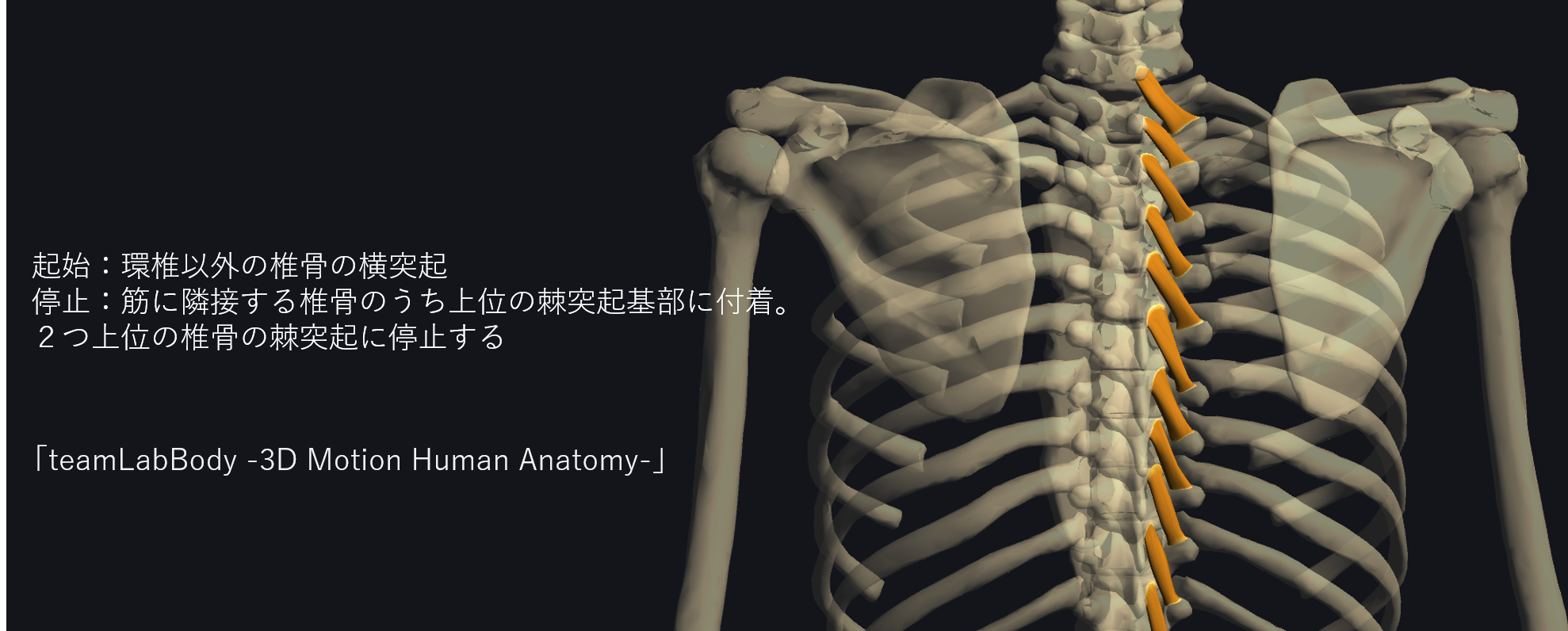 長回旋筋rotatores longus muscle（ローテイターズ ロンガス マッスル） | rehabili days(リハビリデイズ)
